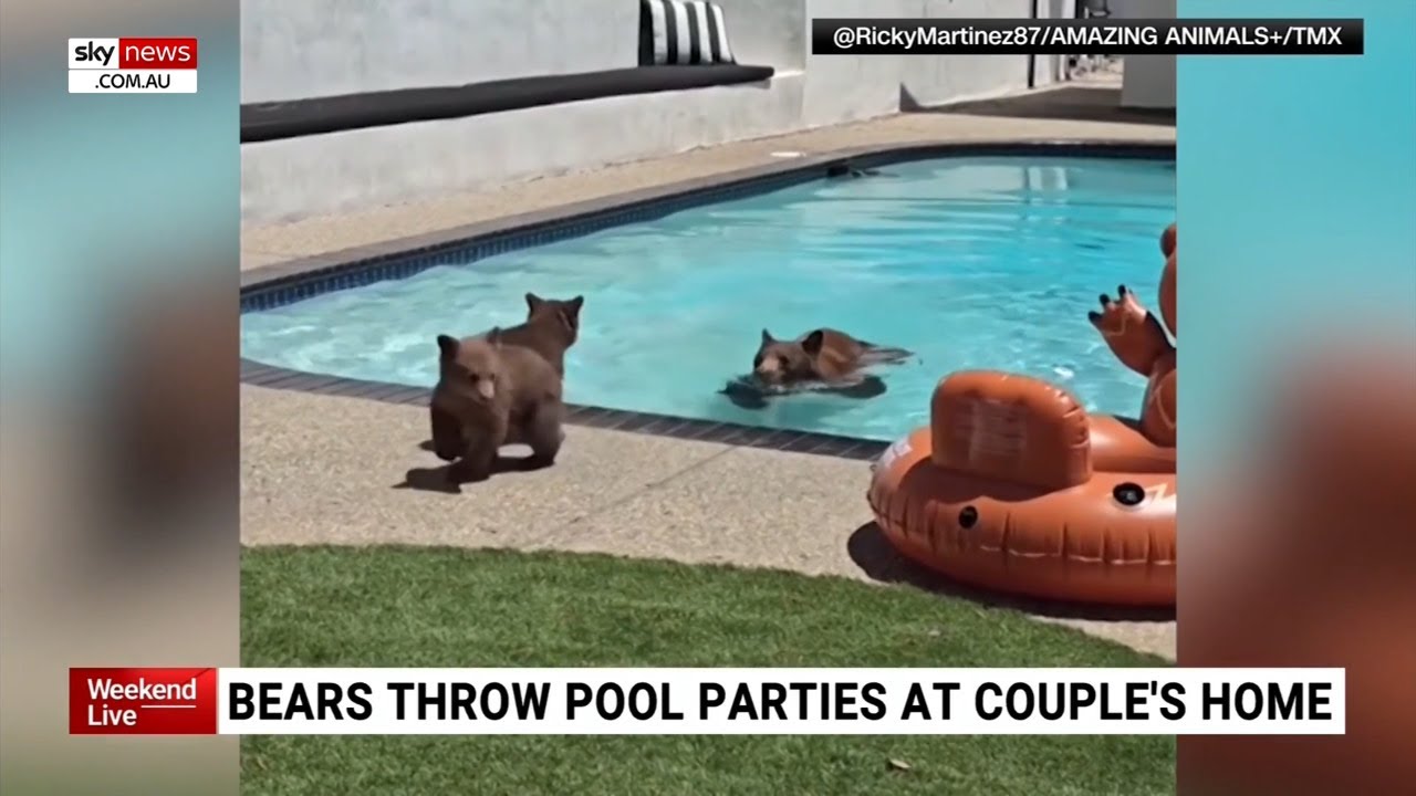 Bears host pool parties in couple's backyard.