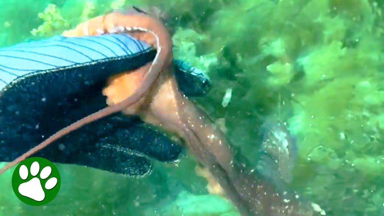 Octopus leads diver to hidden treasure.
