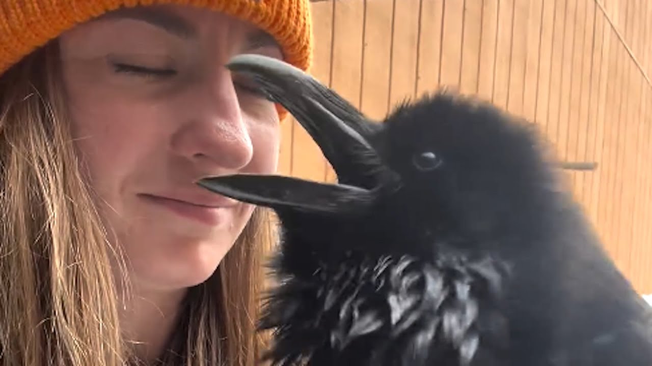 Raven makes most loving sound for his human.