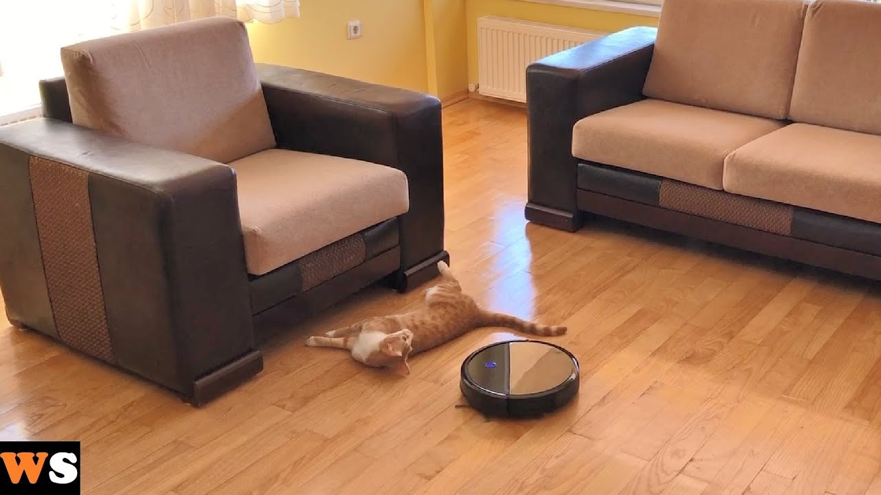 Robot vac pushes cat under the couch.