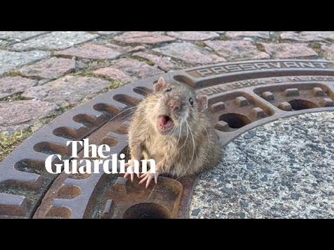 Tubby rat rescued from manhole cover.