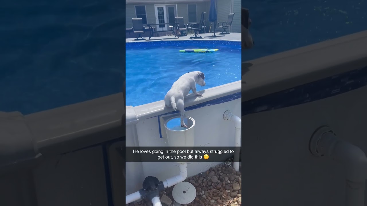 When your dog loves to swim.