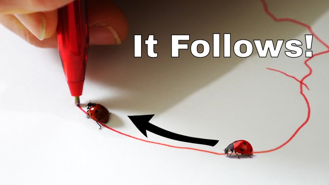 Why did the ladybug follow the pen?