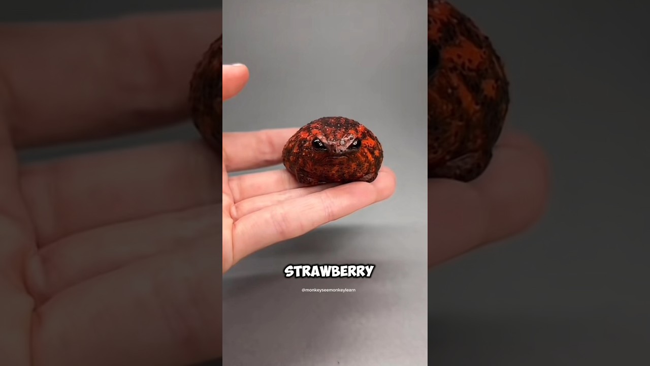 The angry strawberry tree frog.