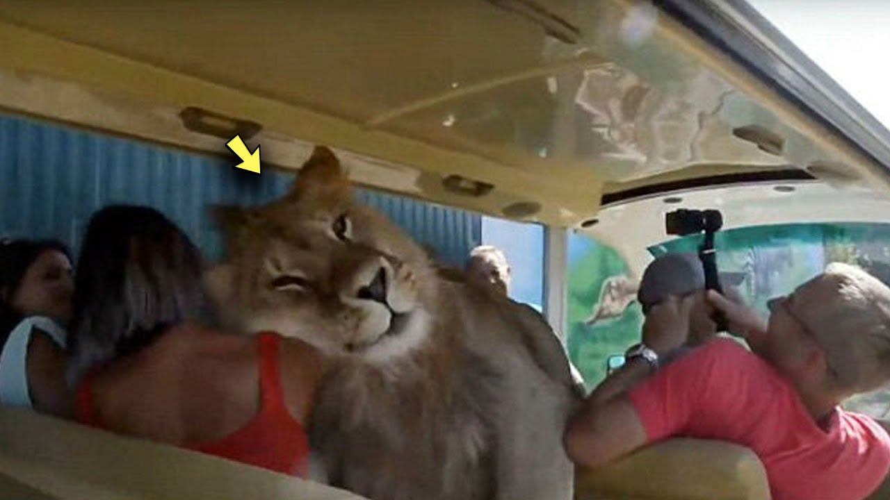 Zoo lion sneaks onto tourist bus.