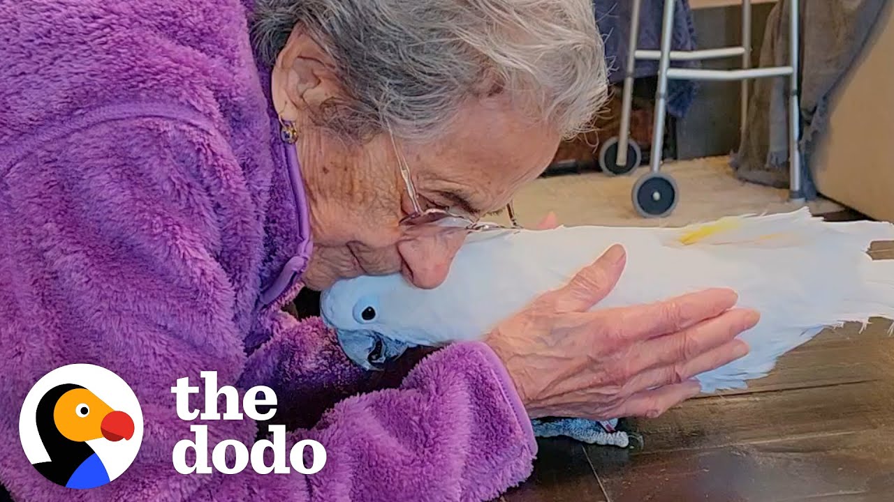 Cockatoo And 102 Year Old Grandma Become Bffs
