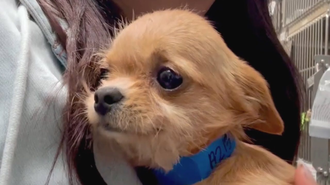 Dog has questionable manners, but that face…