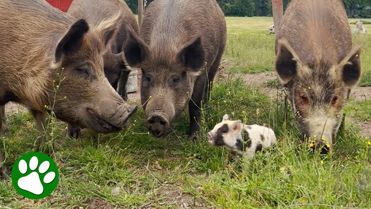 Tiny rescue piglet takes on 500-lb giants.