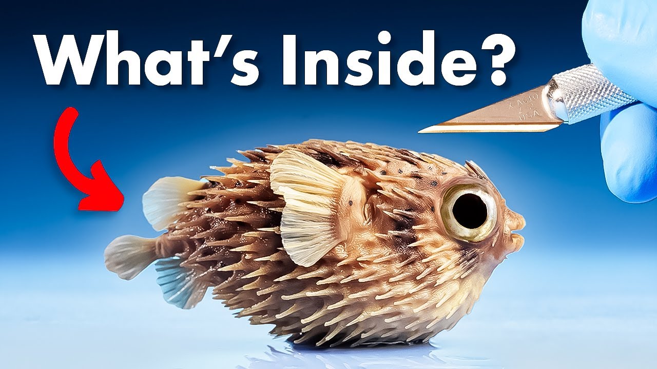What's inside a pufferfish?