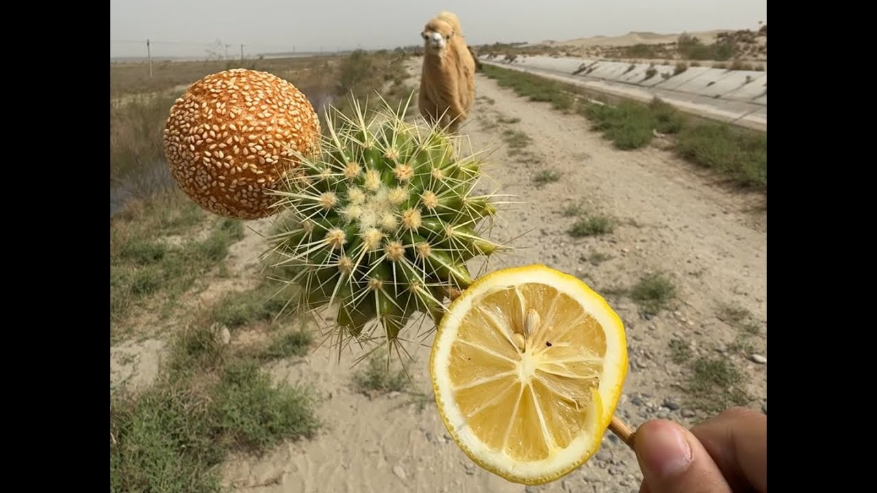 Camels react to eating a lemon for first time.