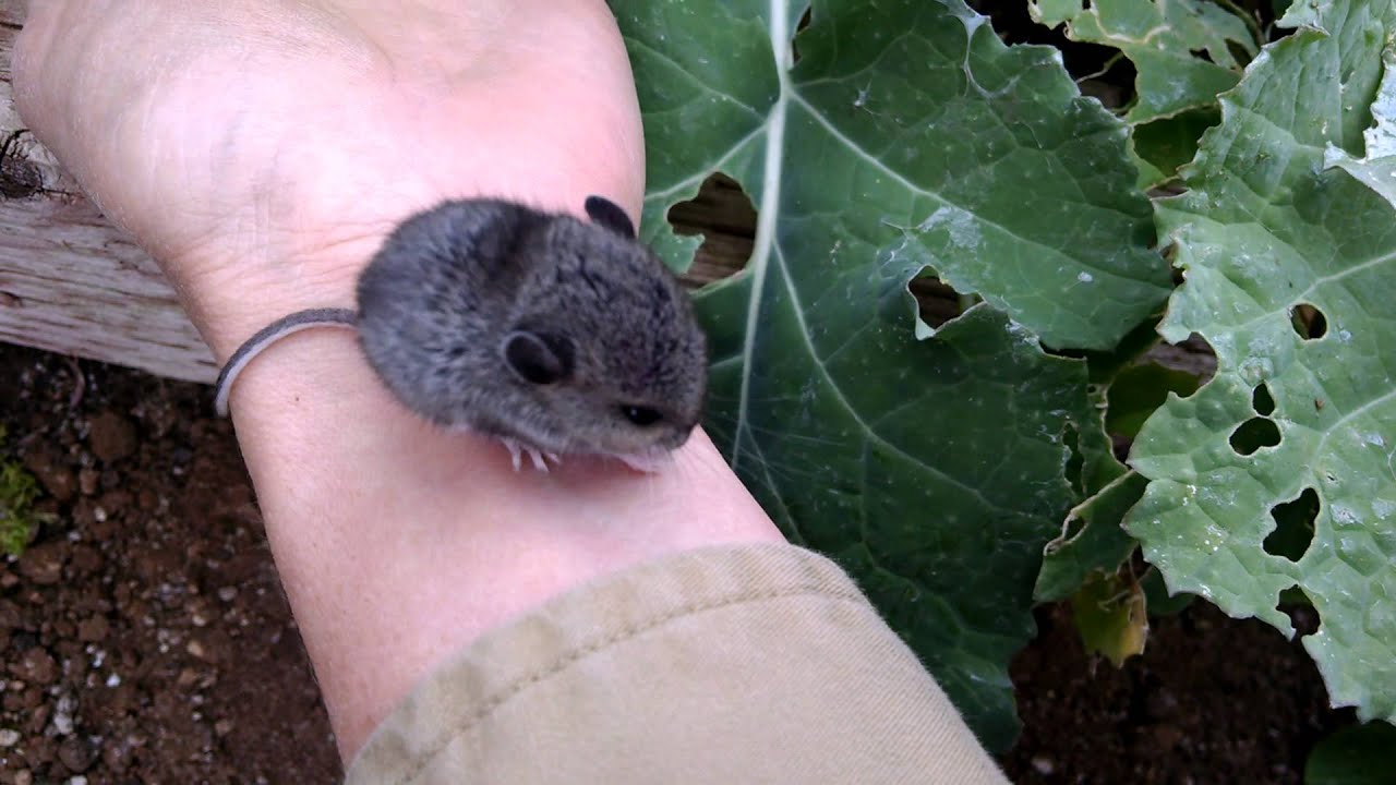 Wild mouse doesn't want to leave.