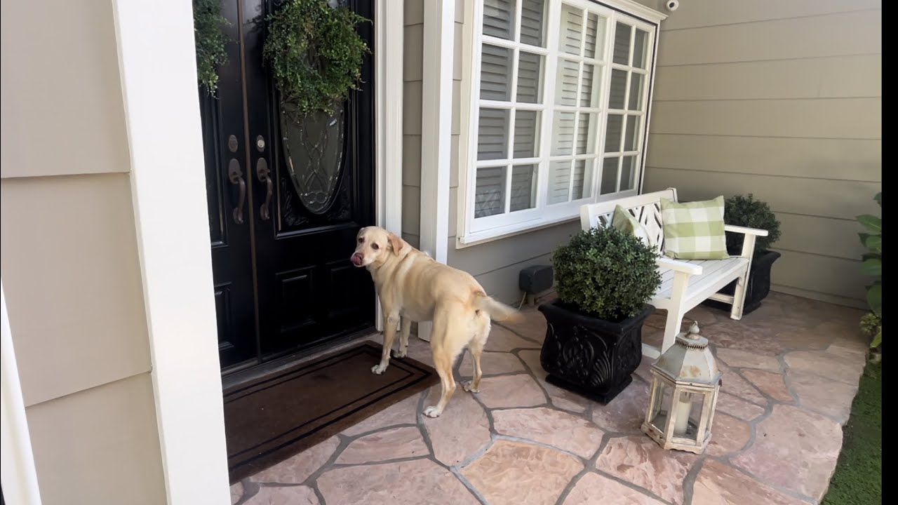 Dog visits the neighbor's house every day.