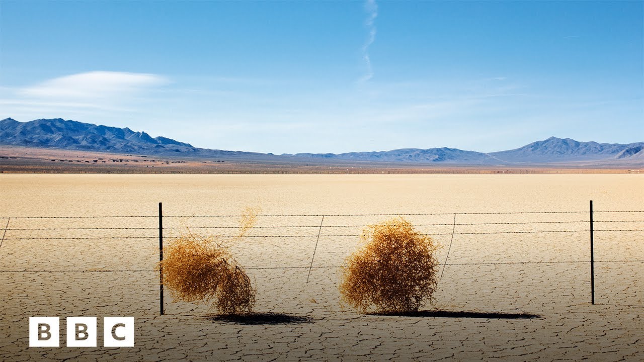 The truth about tumbleweeds.
