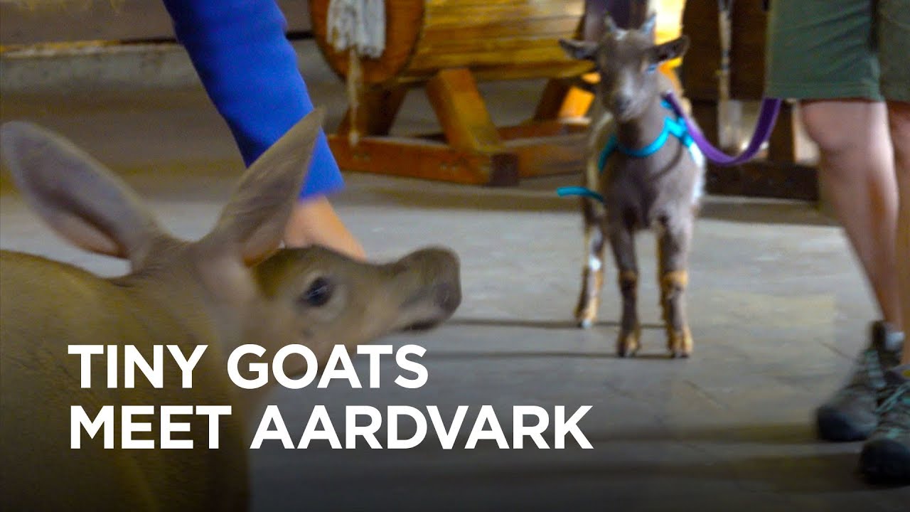 Tiny goats visit aardvark friend.
