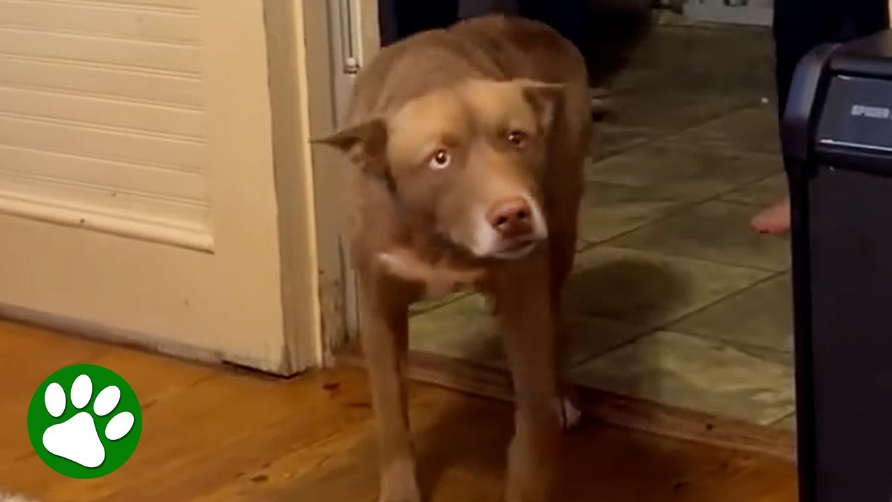 When lost dog realizes she's home.