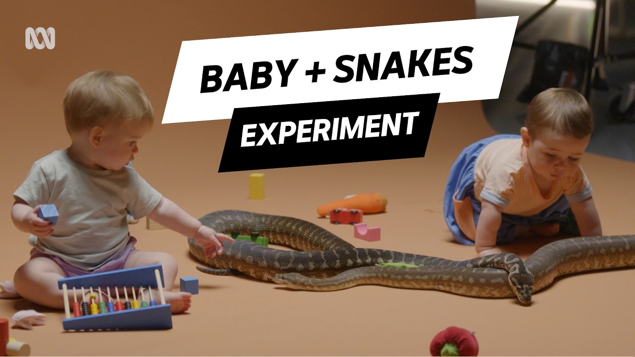 Why babies are not afraid of snakes. Why babies are not afraid of snakes.