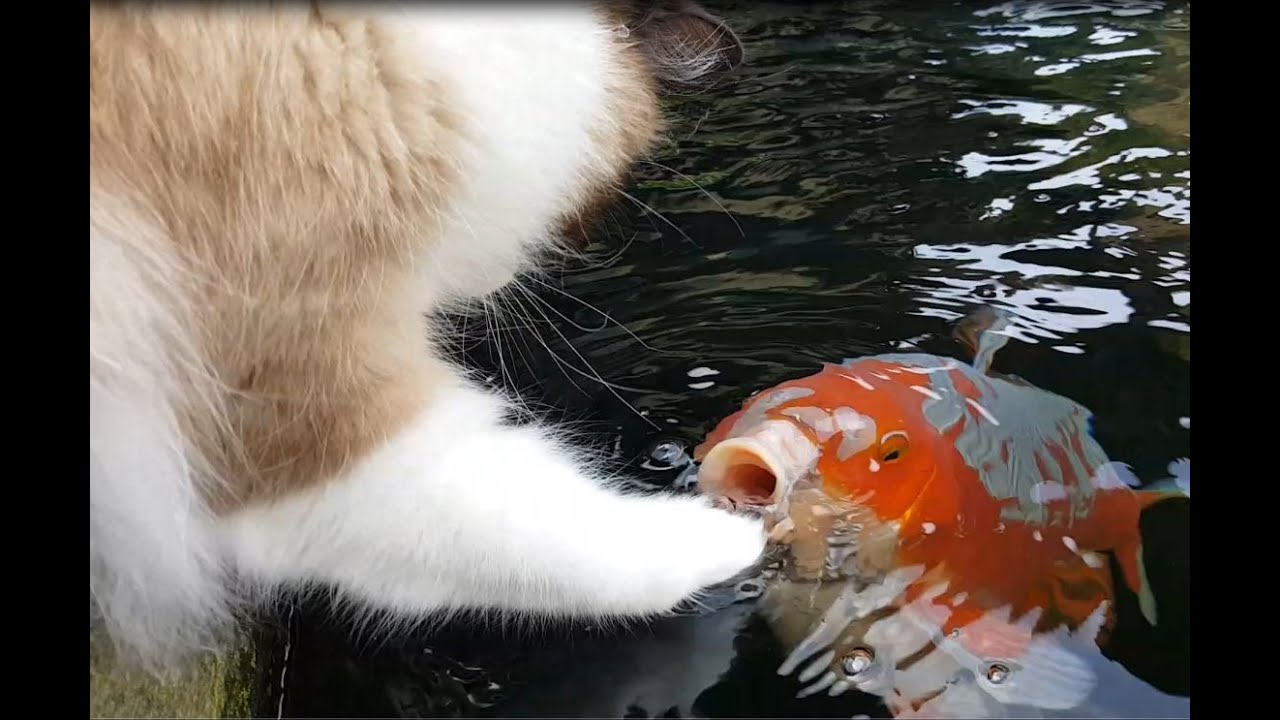 Cute interaction between cat and koi fish.