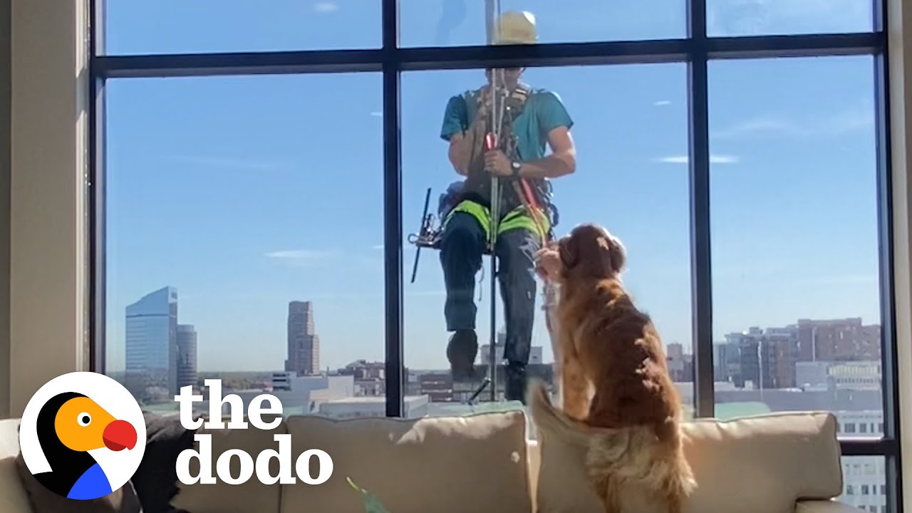 Dog tries to play with dangling window cleaner.