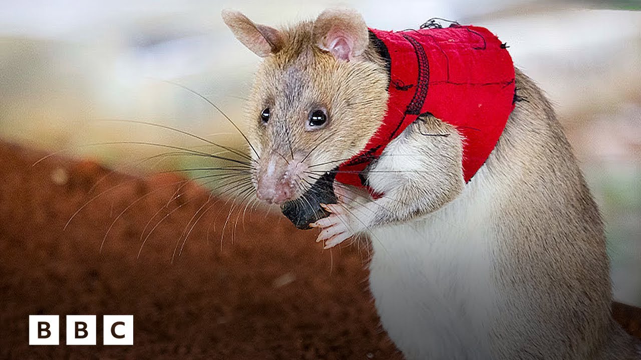 How giant rats in tiny vests are fighting crime.