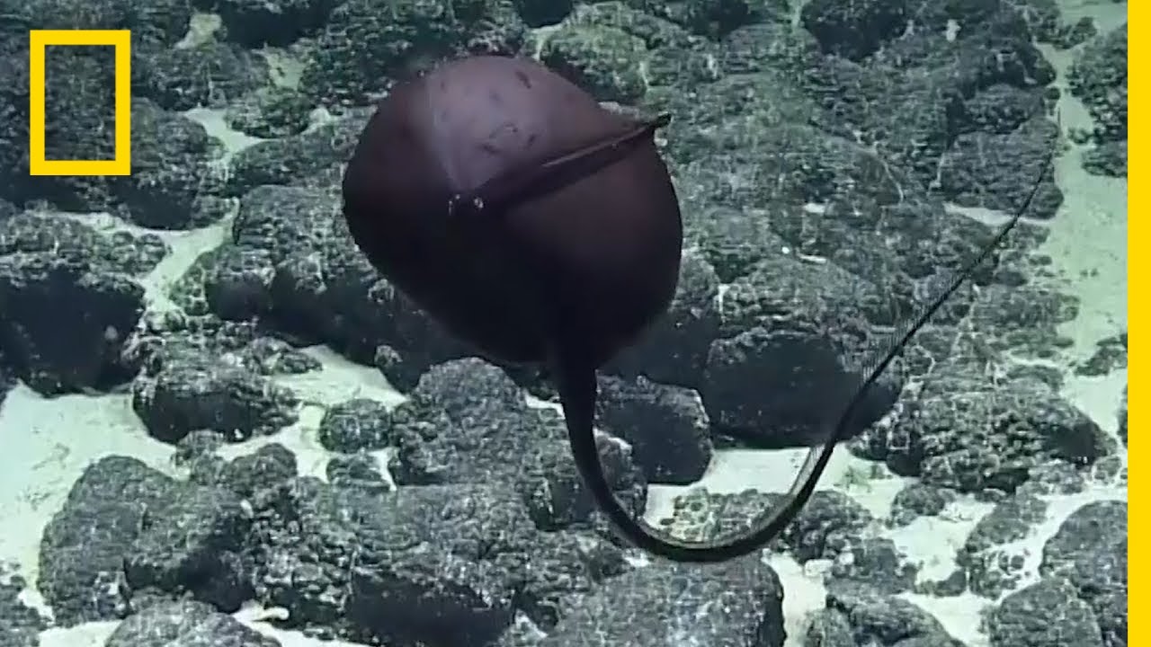 Scientists' hilarious reaction to strange deep-sea fish.