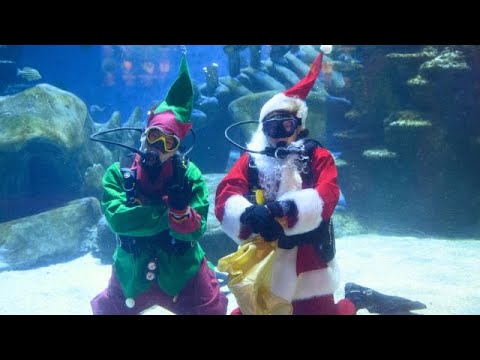 Scuba Santa and his elf splash into London aquarium.