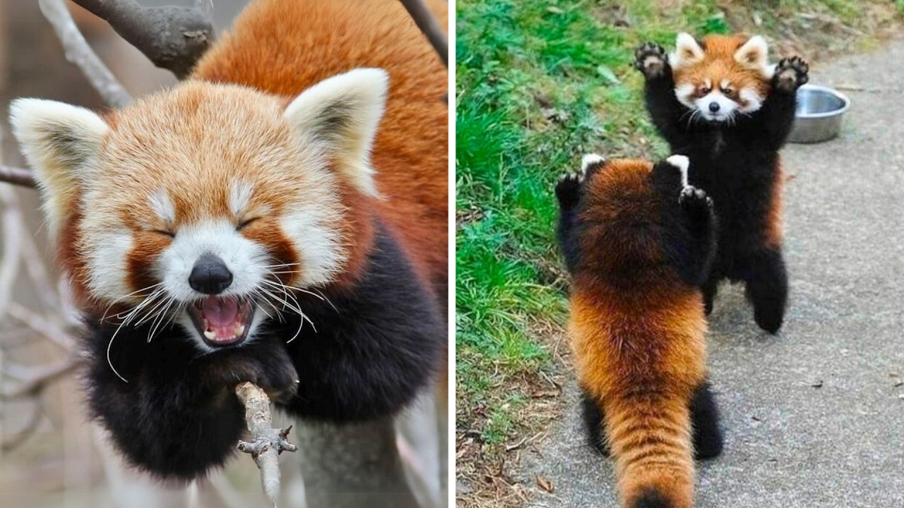 Red pandas have adorable defense tactic.