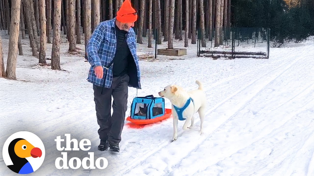 The animals that sled together…