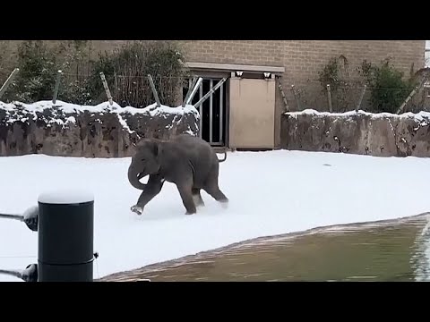 Houston zoo animals discover snow for first time.