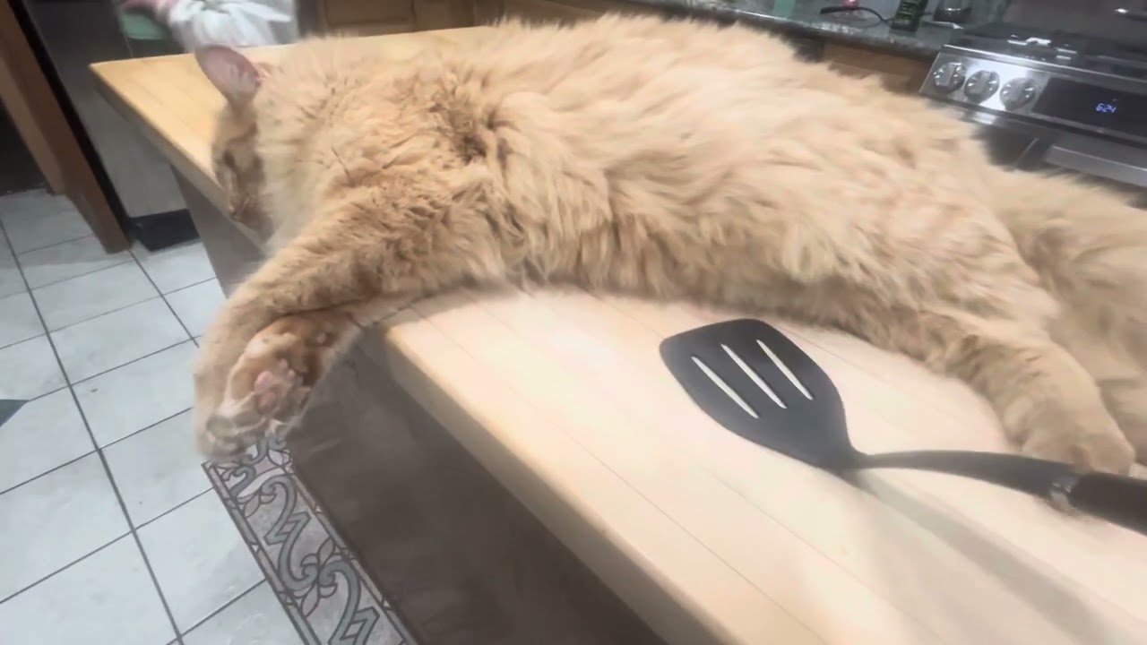How to properly remove a cat from the counter. How to properly remove a cat from the counter.