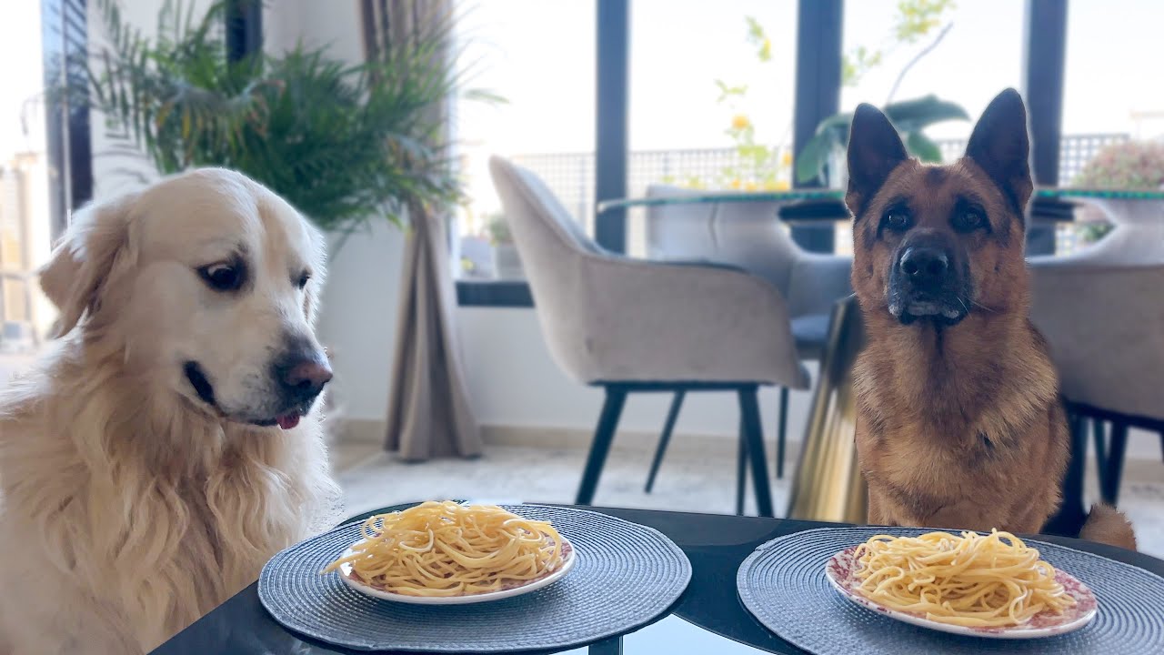 Golden Retriever vs. German Shepherd spaghetti eating contest.