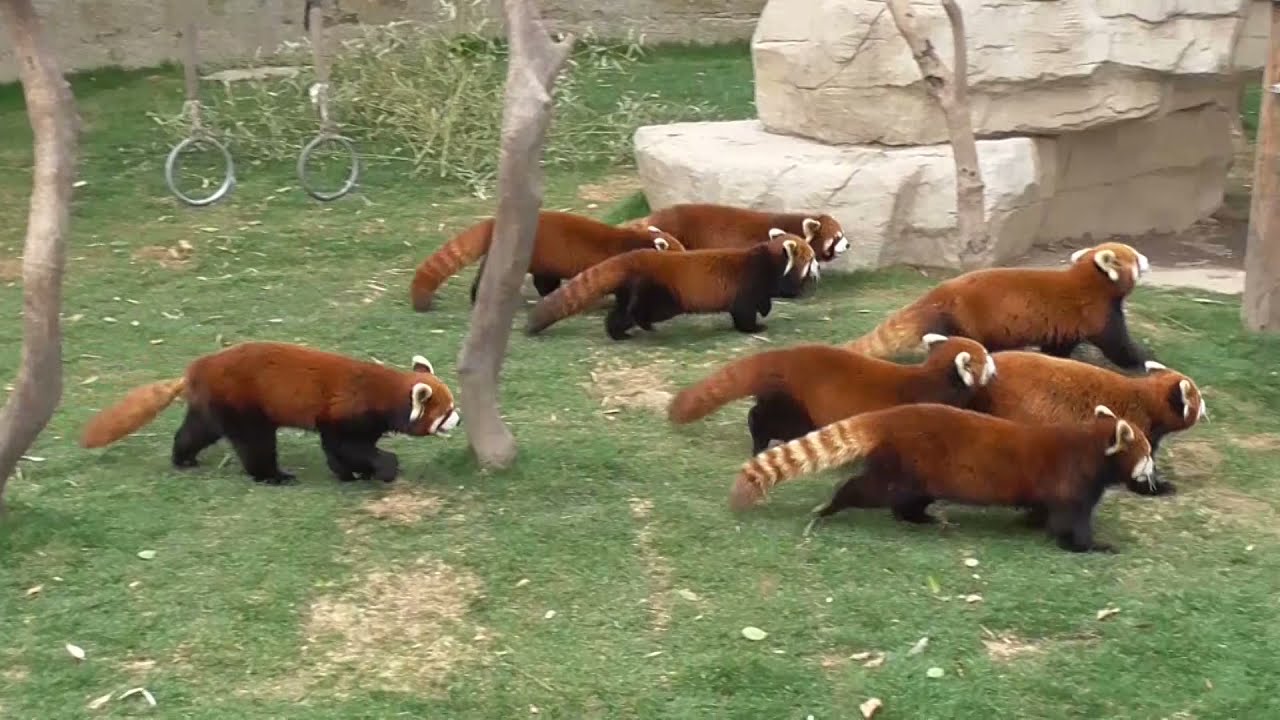 Three red pandas on a rope.