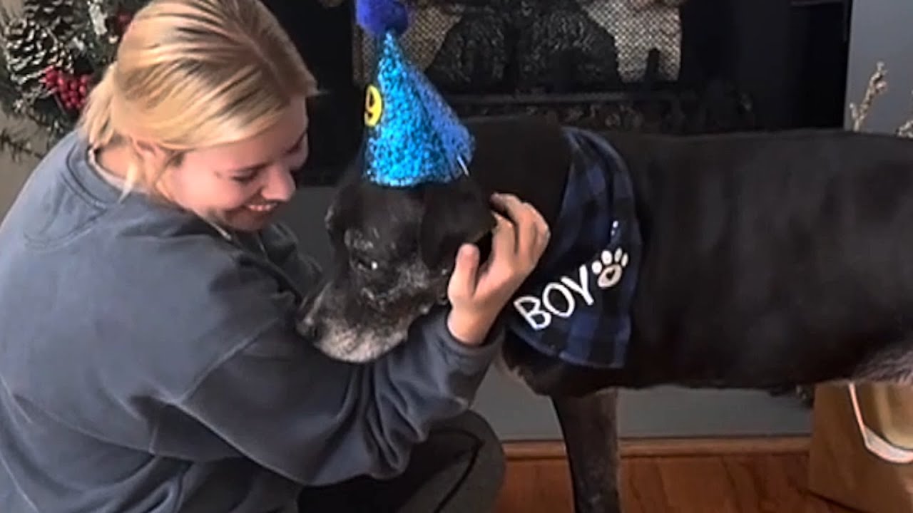 Birthday party for dog who's been at shelter for 1,000 days.