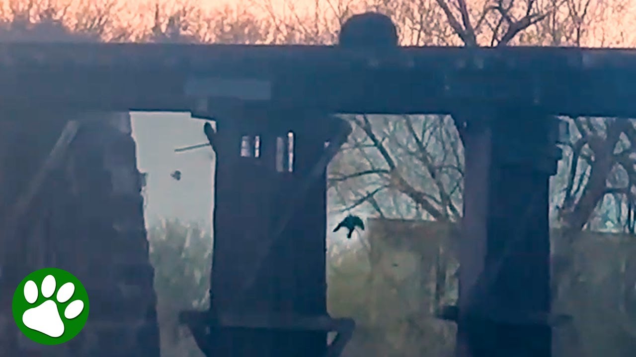 Fearless mama bear rescues fallen cub.