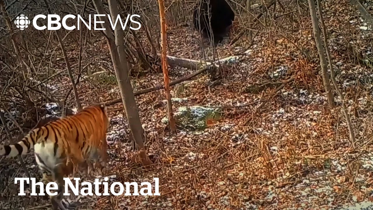 Researchers blown away to discover tigers hunting bears.