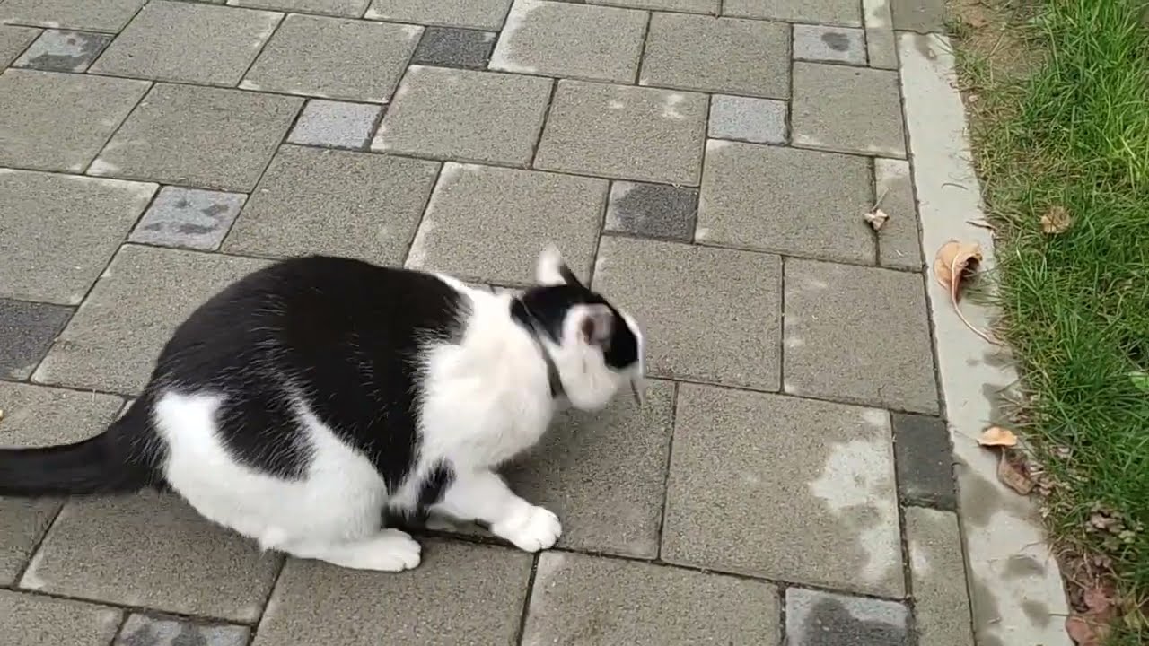 Mouse outsmarting kitty.