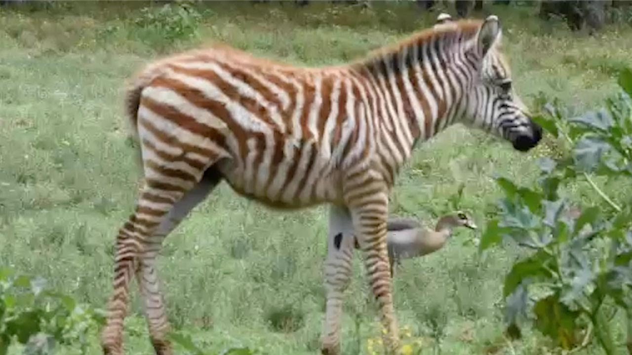 Rare golden zebra spotted in Kenya.