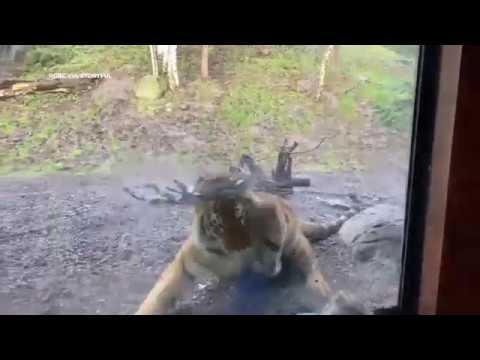 Tiger freaks boy out at the zoo.